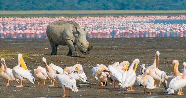 6 Days 5 Nights Amboseli/ Aberdares/ Lake Nakuru/ Masai Mara Safari Package – Team Africa