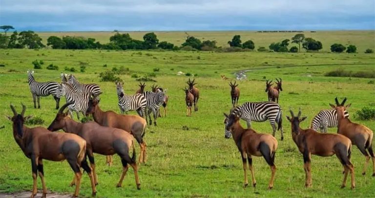 8 Days 7 Nights Masai Mara/ Lake Nakuru/ Serengeti/ Ngorongoro Crater Safari Package – Team Africa